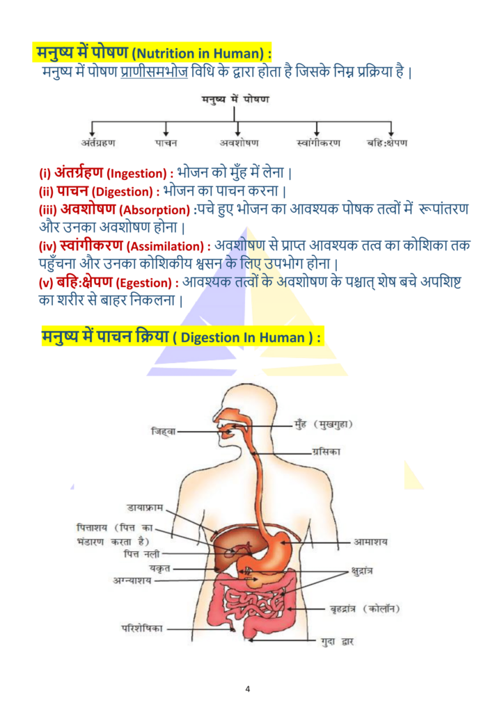 Class 10 Science Chapter- 6 Notes In Hindi जैव प्रक्रम – APEX CLASSES